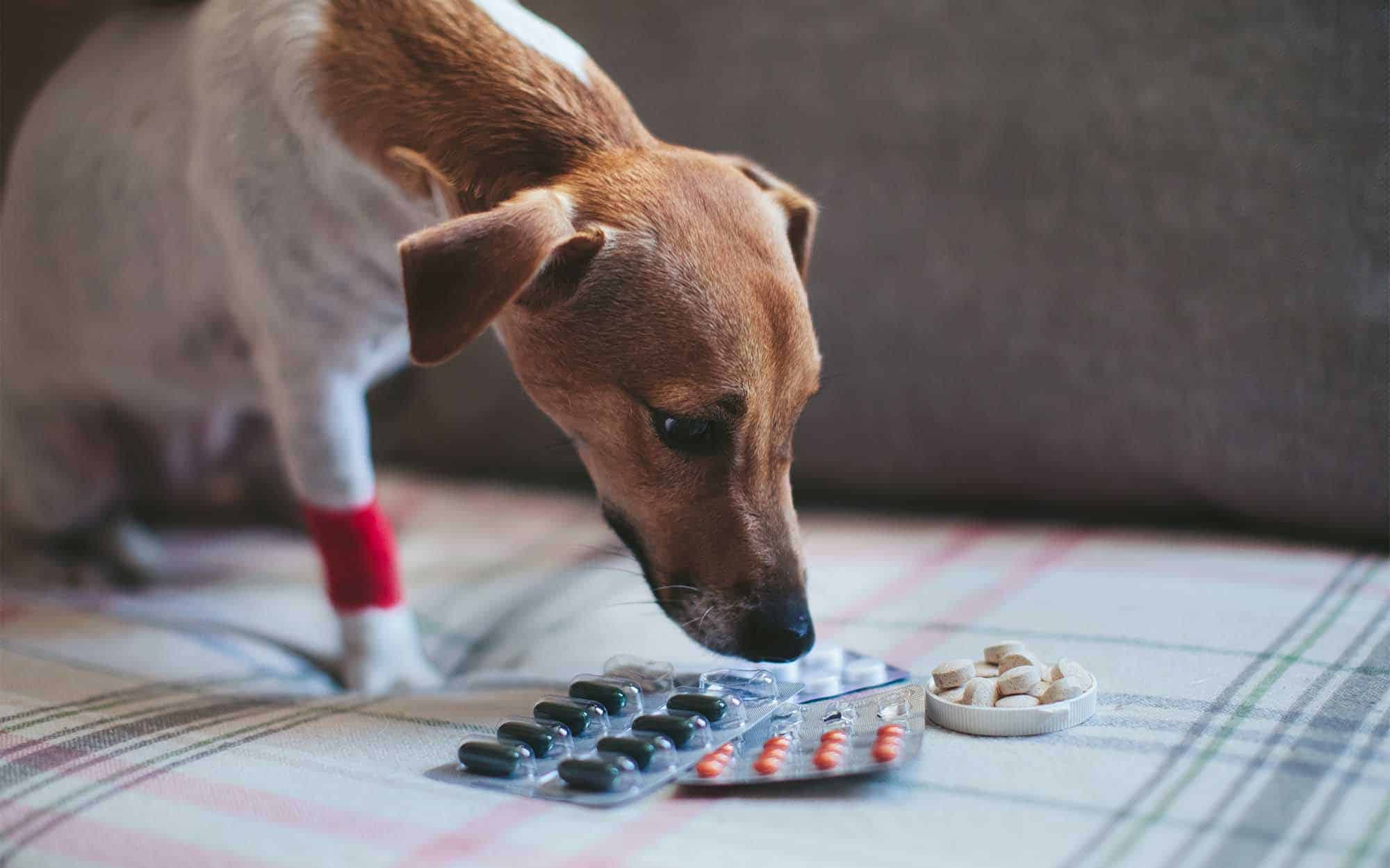 Veterinary Drug Packaging | Ascend Packaging Systems